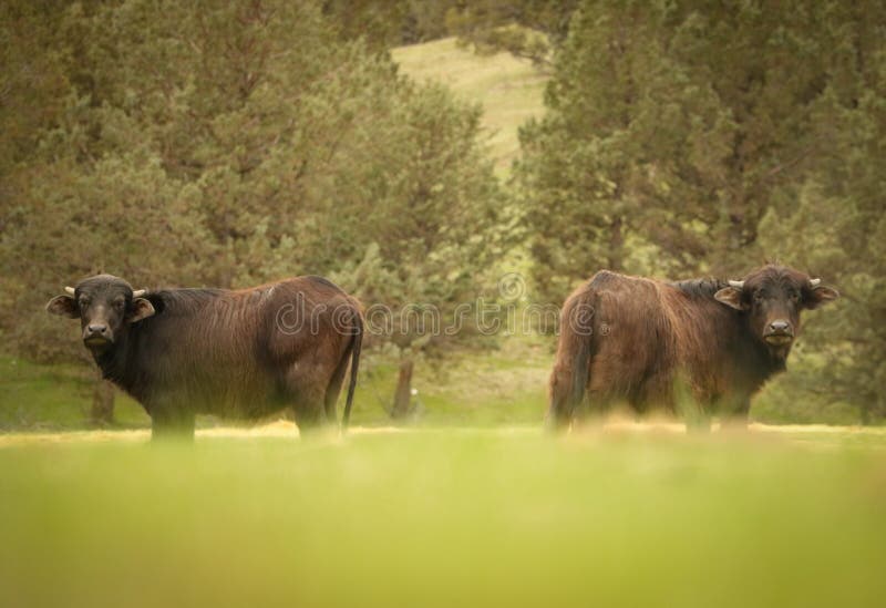 Two Buffalo Looking Towards the Camera Stock Photo - Image of desert ...