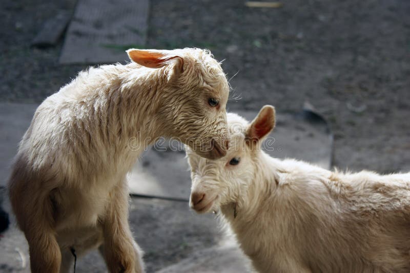 Two young goats stock photo. Image of mountainside, rocks - 37710554