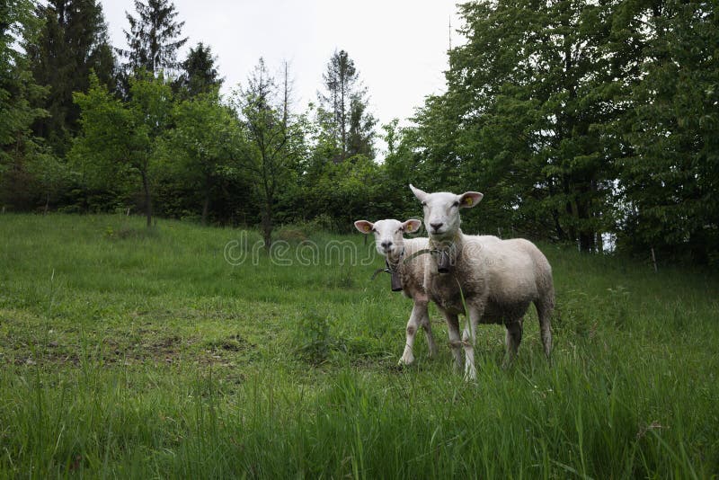 Two Young White Sheep on Pasture, Summer Day, Beskydy Mountains Stock ...