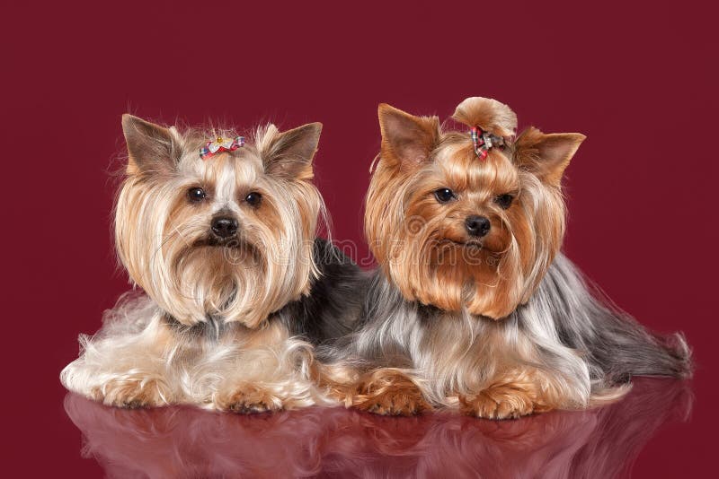 Two Young Yorkies on Dark Red Background Stock Image - Image of beauty ...