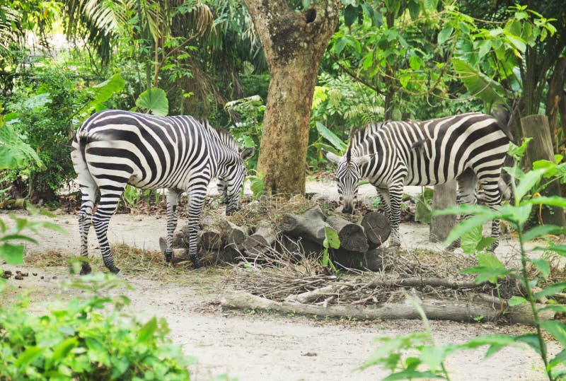 Two Young Zebra Eating Food Stock Image - Image of animal, mara: 41751161