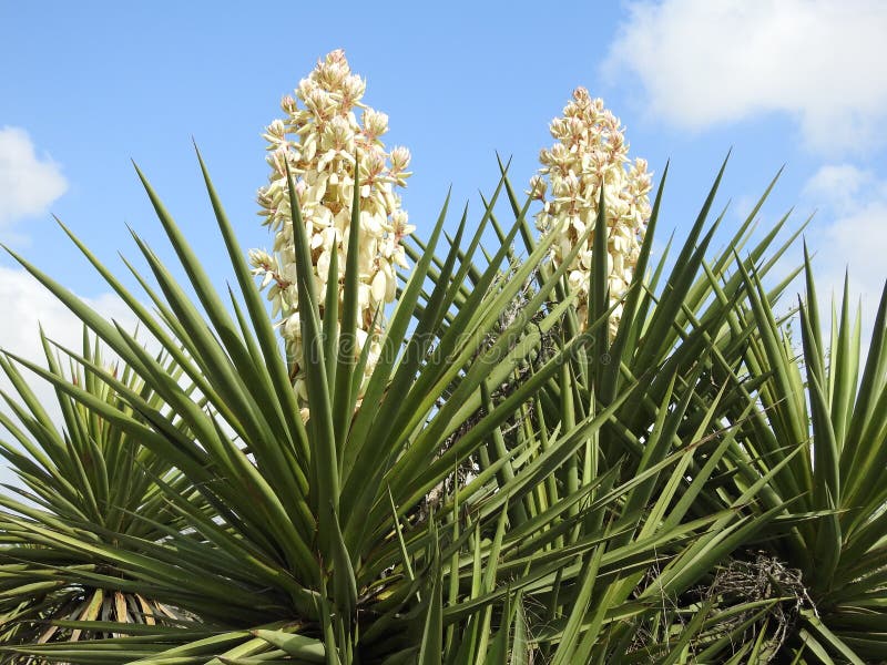 Texas Yucca White Background Stock Photos - Free & Royalty-Free Stock ...
