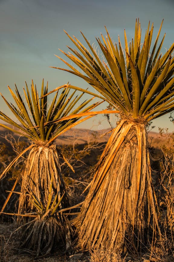 Two Yuccas stock photo. Image of plants, leaf, landscape - 230064138