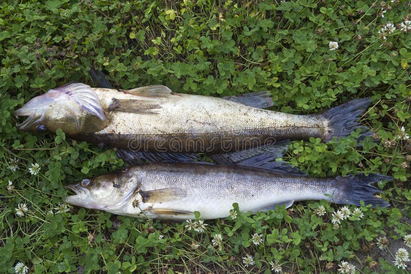 Two zanders stock image. Image of nature, summer, north - 33162665