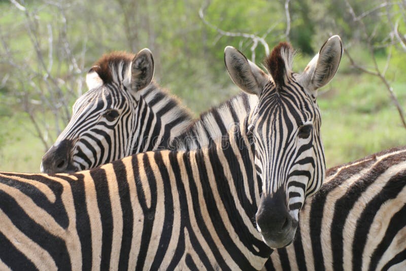 Hugging zebras stock image. Image of mikumi, zebras, animals - 1067905