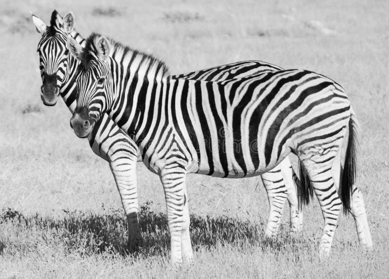 Two zebra close-up stock image. Image of zebra, wild - 121555817