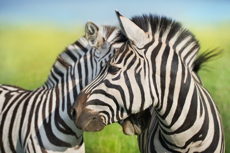 Two zebra portrait stock photo. Image of animal, landscape - 192881794