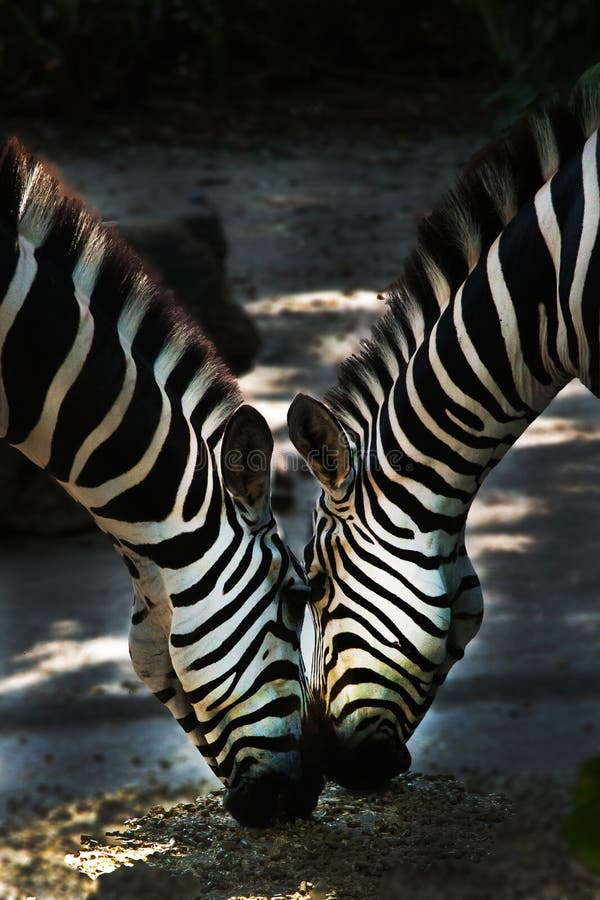 235 Zebra Facing Stock Photos - Free & Royalty-Free Stock Photos from ...