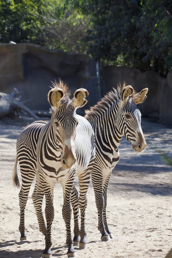 Two zebra s stock photo. Image of horse, profile, looking - 11235466