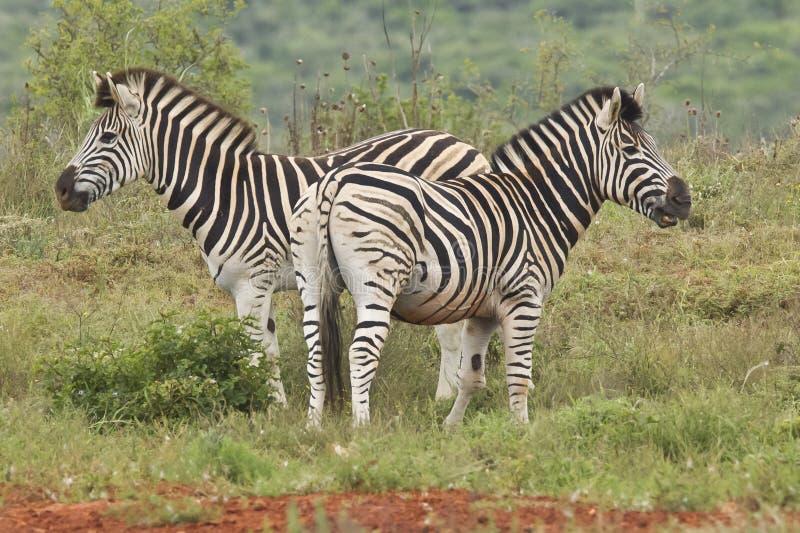 Two Zebra s stock image. Image of mouth, africa, grass - 22826267