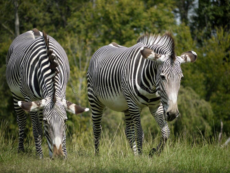 Two zebra s stock photo. Image of zebra, equus, black - 28589640