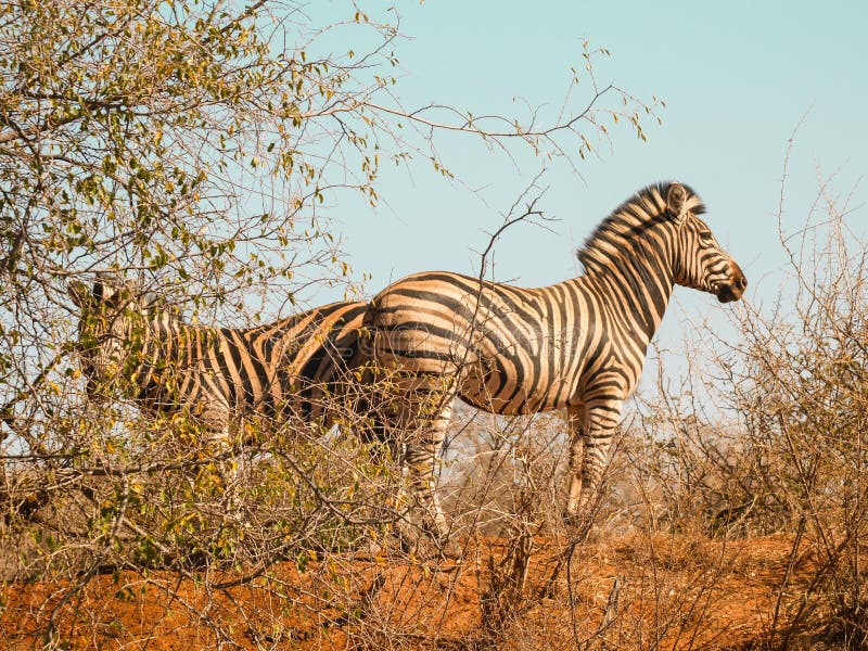 Two Zebra Standing Back To Back in Sparce African Bush Stock Photo ...