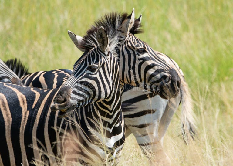 Two Headed Zebra Optical Illusion Stock Image - Image of zebra ...