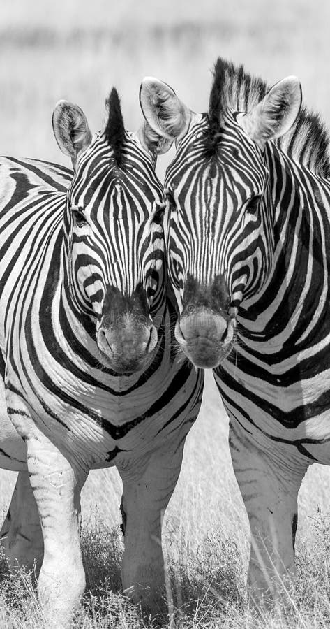 Two Zebra Standing Together Stock Image - Image of animal, abstract ...