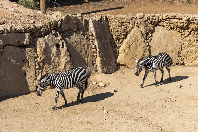 Two Zebra Walking on the Sand Stock Photo - Image of outdoor, ground ...