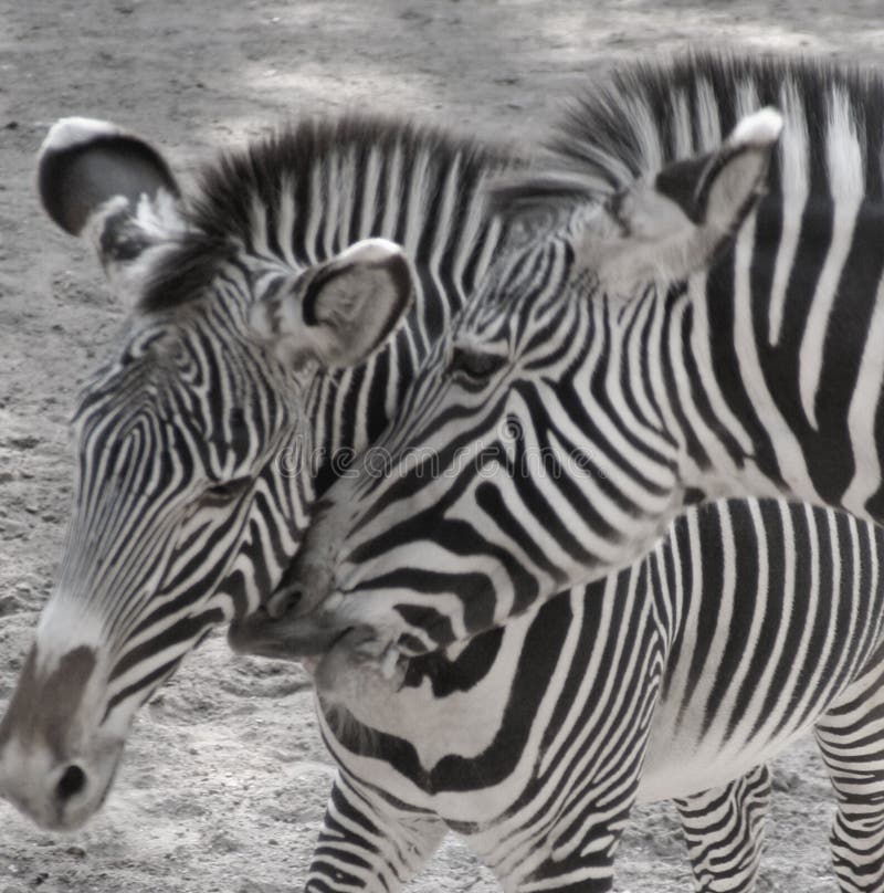 Zebras mating stock image. Image of kissing, africa, love - 5683771