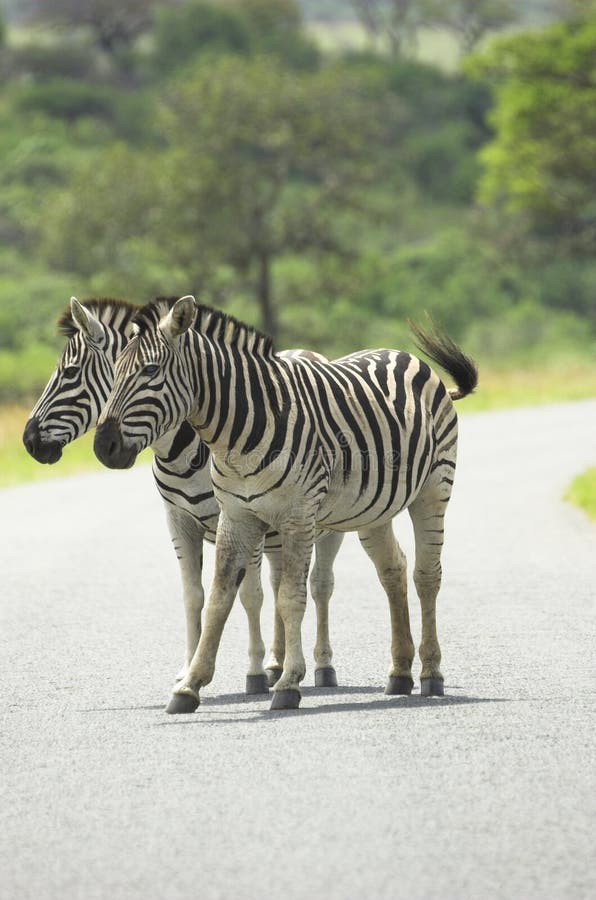 Two Zebras stock image. Image of road, nature, closed - 1723263