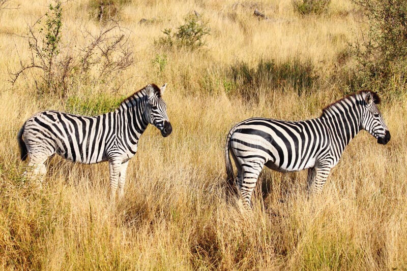 Two Zebras stock image. Image of neck, savanna, burchell - 19269685