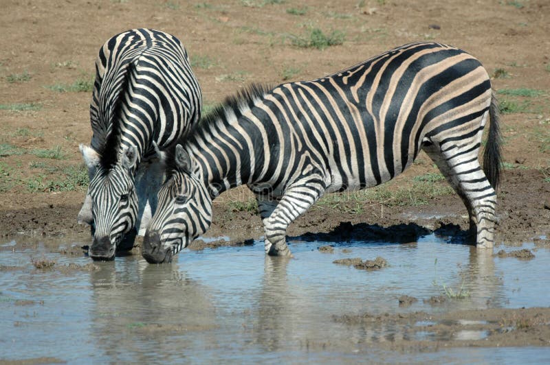 Two Zebras. stock photo. Image of reflect, river, water - 2317868
