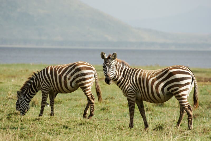 Two zebras stock photo. Image of landscape, grass, masai - 28316406