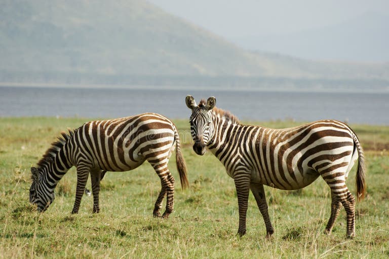 Two zebras stock photo. Image of zebras, wildlife, feeding - 29584492