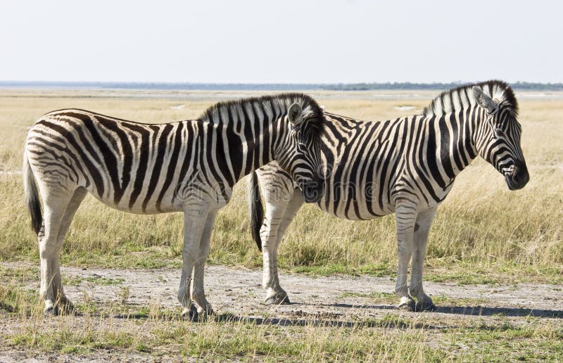 Three zebras: Who is who? stock photo. Image of produced - 116274284