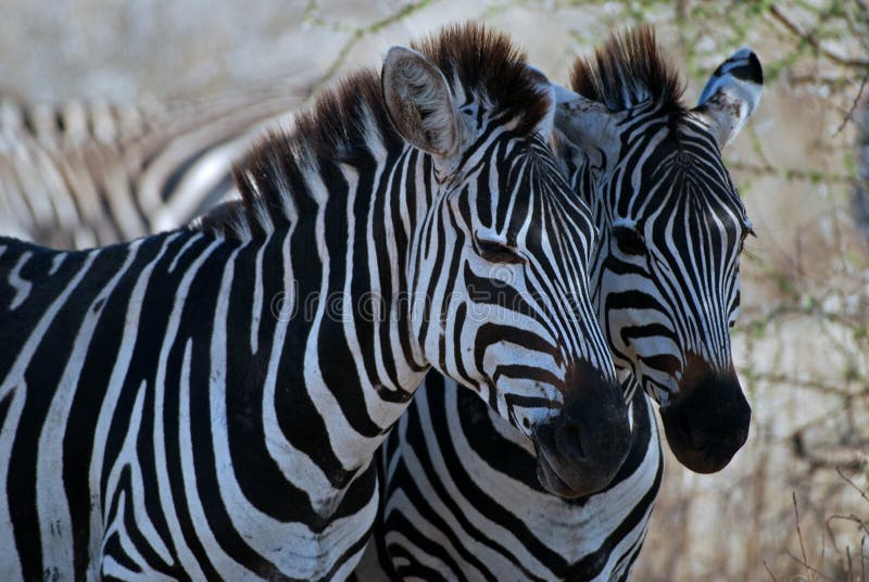 Two zebras stock photo. Image of park, stripes, wildlife - 5905668