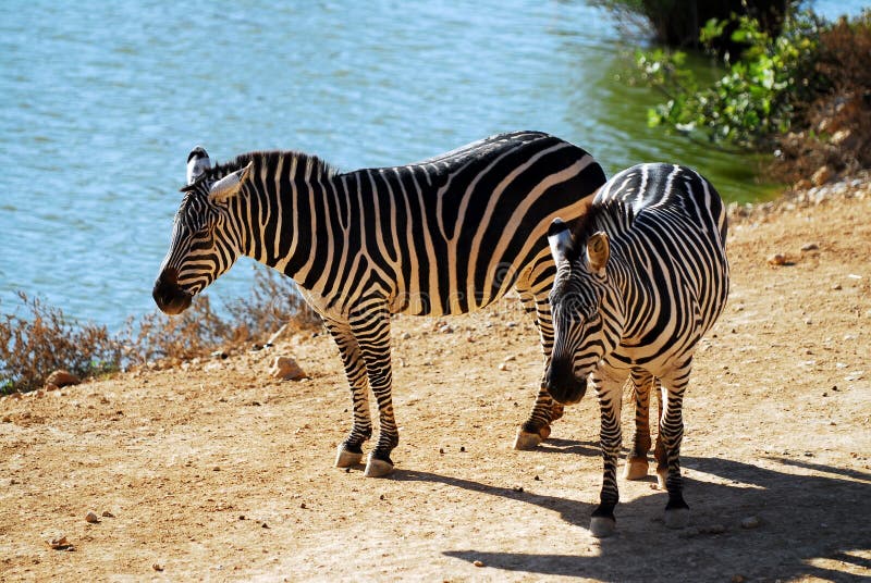 Two zebras stock photo. Image of water, african, stripes - 7527298