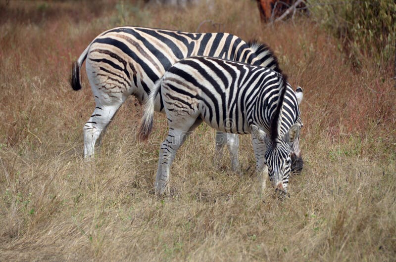 Two zebras in Africa stock photo. Image of african, wildlife - 46889528