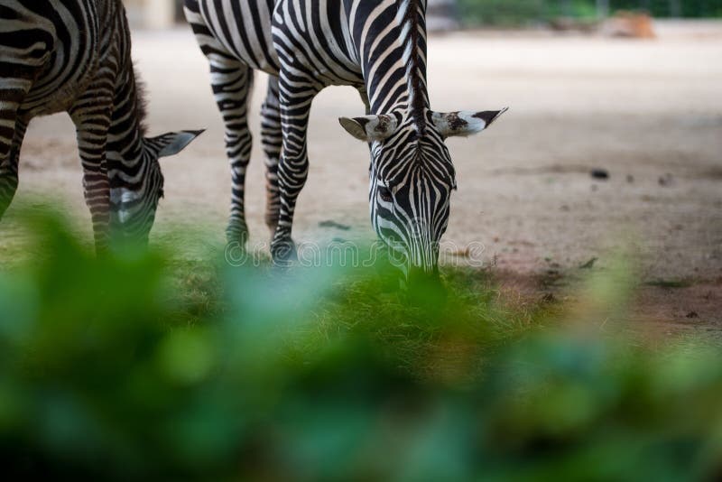 Zebra eating some hay stock photo. Image of safari, zebra - 234497746