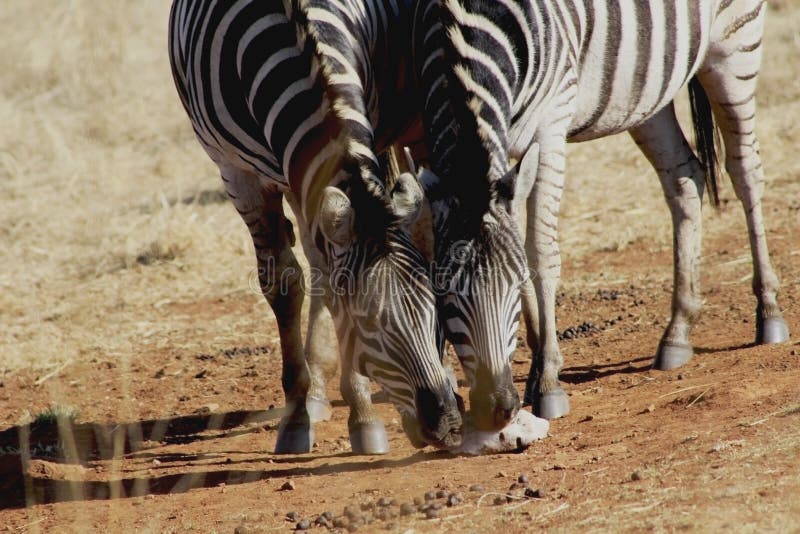 Two Zebras Eating on Ground Stock Photo - Image of green, sideways ...
