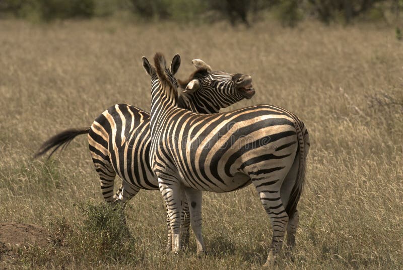 Two zebras on glass plain stock image. Image of countryside - 18032949