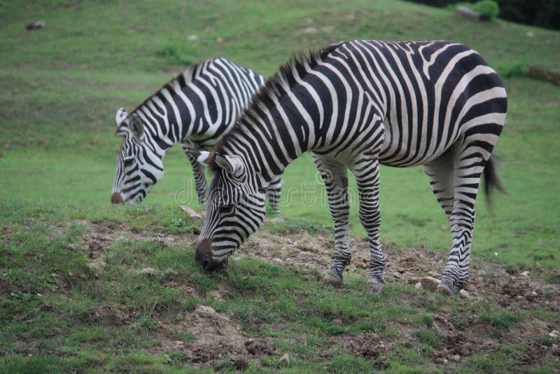 Two zebras stock photo. Image of grassland, safari, savanna - 43697082