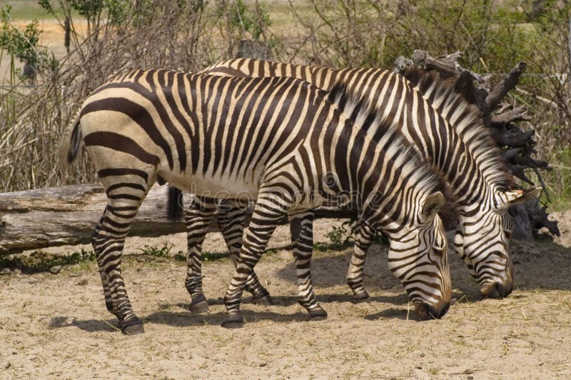 Two wild small zebras stock photo. Image of foal, grass - 34173382