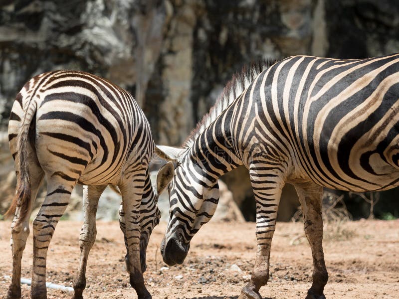 Two zebras. stock photo. Image of safari, biology, animal - 127055760