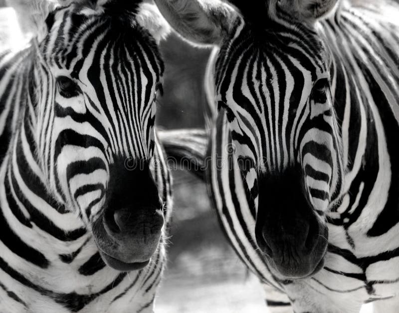 Two Zebras Look into the Camera Stock Photo - Image of stripes ...