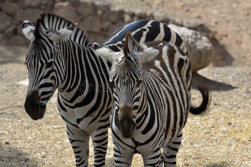 Two zebras stock photo. Image of zebras, nouse, wildlife - 38986182