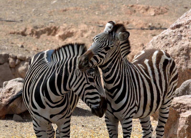 Two zebras in love stock photo. Image of kiss, animals - 39133174