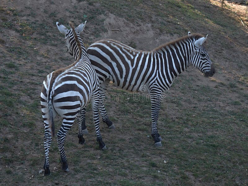 Zebras in Love in Black and White Stock Image - Image of design, skin ...