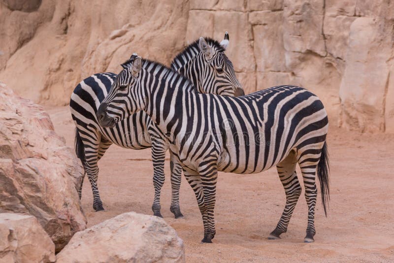 Two zebras stock image. Image of nature, mane, national - 38619161