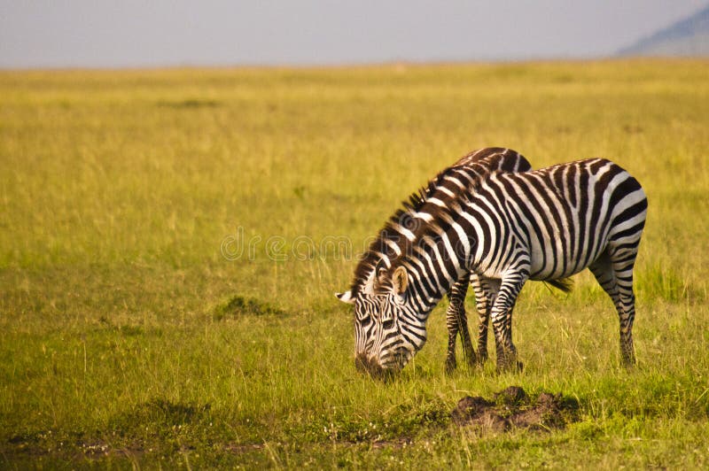 Two Zebras stock photo. Image of nature, middle, zebra - 30716716