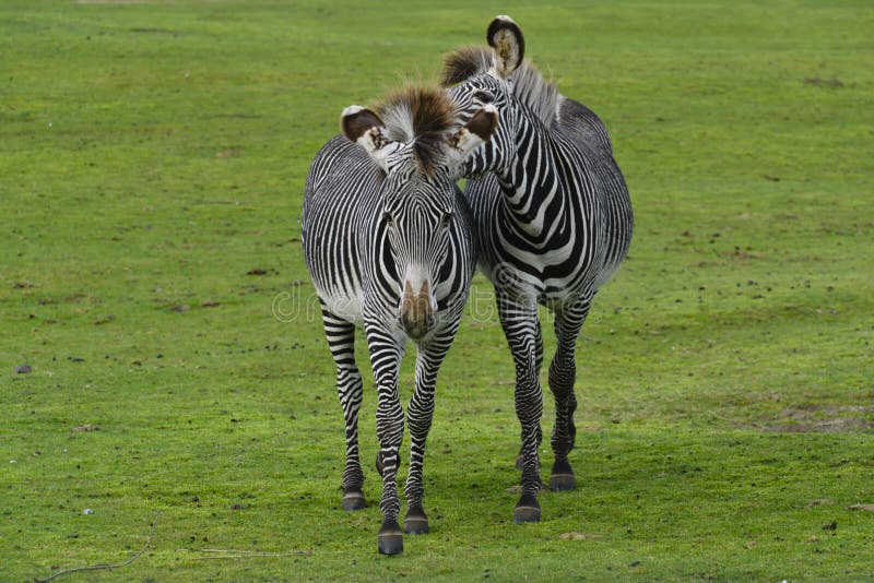 Two Zebras Playing With Each Other. Kenya. Tanzania. National Park ...