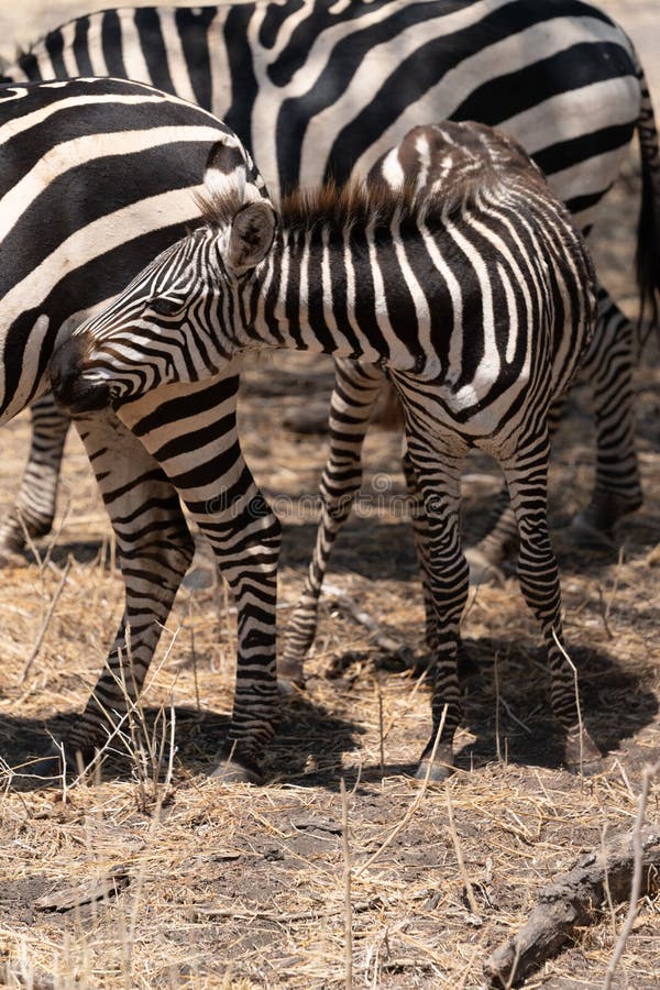 Zebras Playing and Walking on Brown Grass Fields on the Farm Stock ...