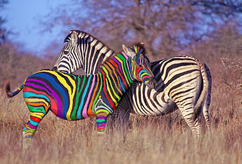 Two Zebras, Mother & Baby with Multicolored Stripes Stock Illustration ...