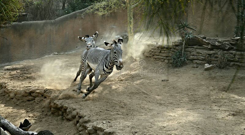 Two zebras running stock image. Image of animals, love - 45583175
