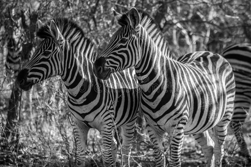 Two zebras stock photo. Image of africa, staring, wildlife - 59992176