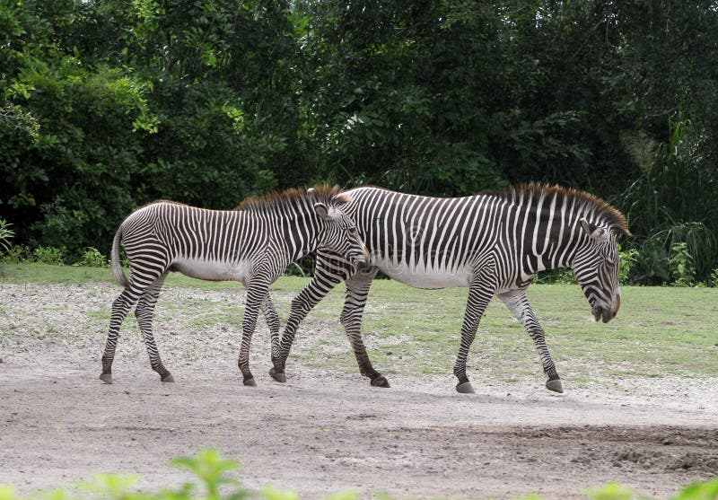 Two zebras walking stock photo. Image of zebras, black - 128657364