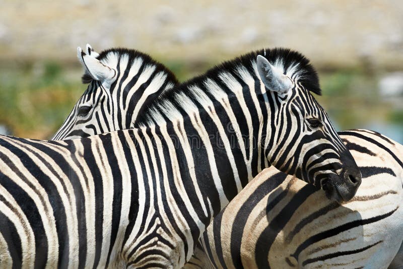Two Zebras Watching in Different Directions Stock Image - Image of ...