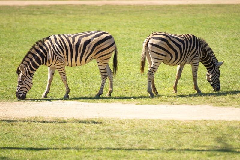 Zebra Hug Stock Photos - Free & Royalty-Free Stock Photos from Dreamstime