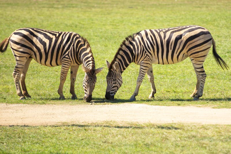 Zebra Hug Stock Photos - Free & Royalty-Free Stock Photos from Dreamstime